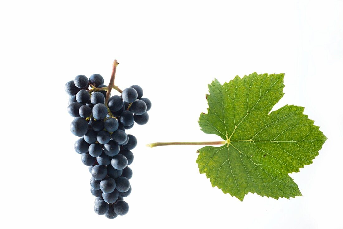 Discovering Pinot Noir: Italy’s Elegant Pinot Nero and Its Rich Heritage