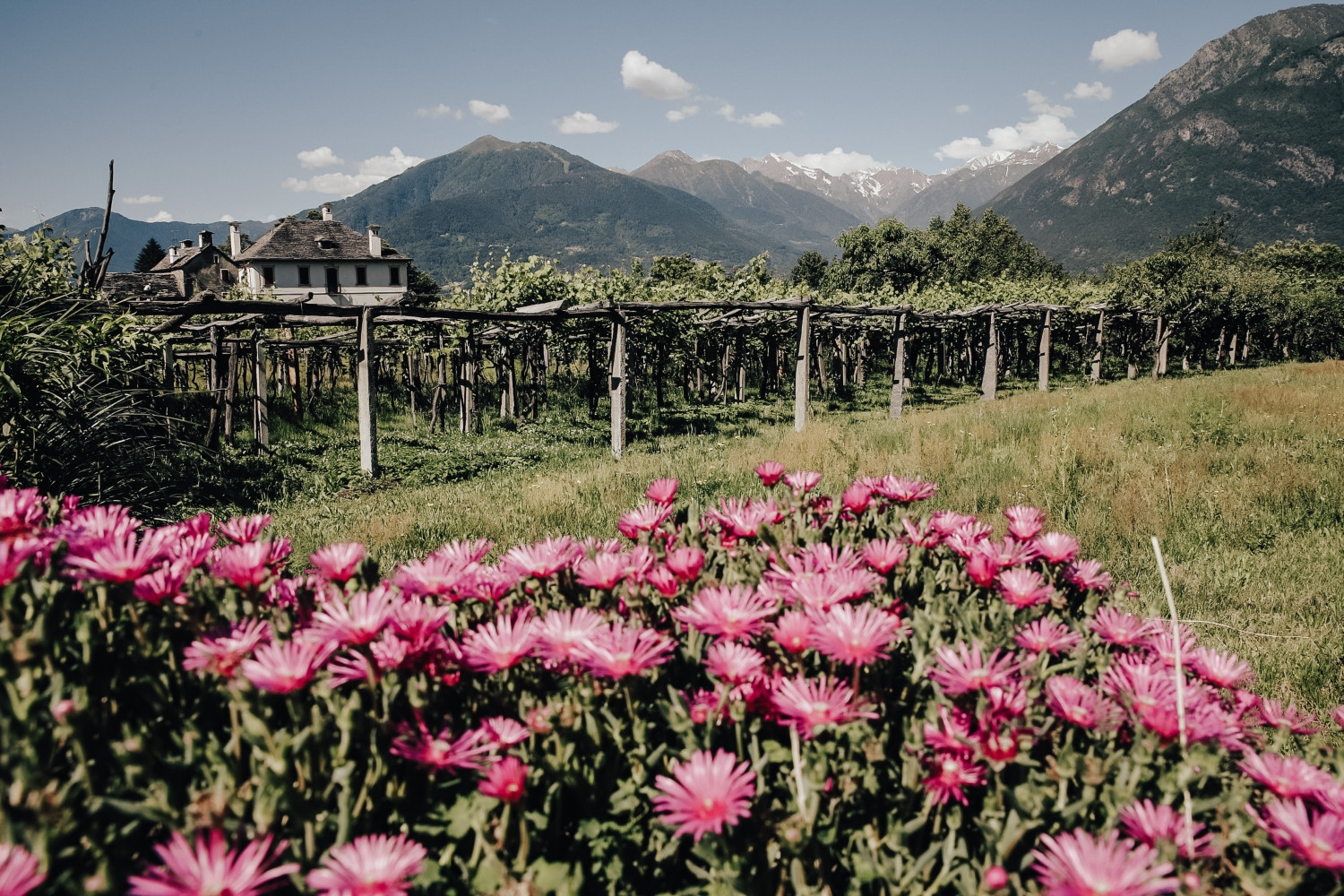 Overview of Upper Piedmont, or Alto Piemonte, Wines | MaMaBlip