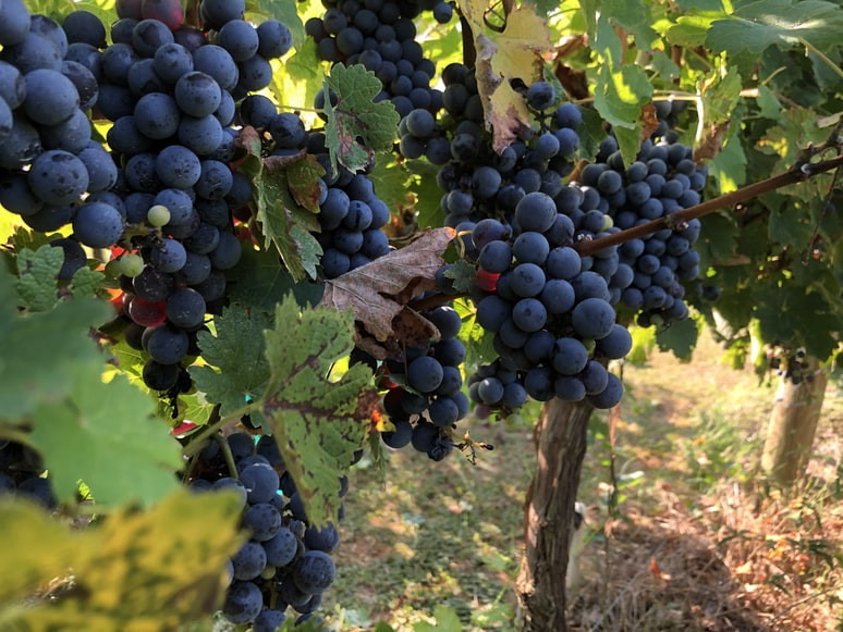 Cabernet Sauvignon vs Merlot: A Comprehensive Guide to Choosing Your ...