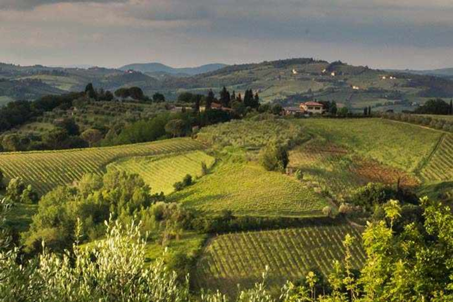 Lazio's Evolving Wine Landscape: Regions and Renaissance | MaMaBlip