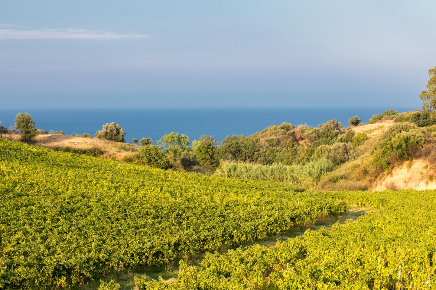 Calabria Wine Region, Italy | MaMaBlip