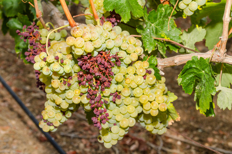 What is Grape Phylloxera? Unraveling the Mystery Behind Wine’s Greatest ...