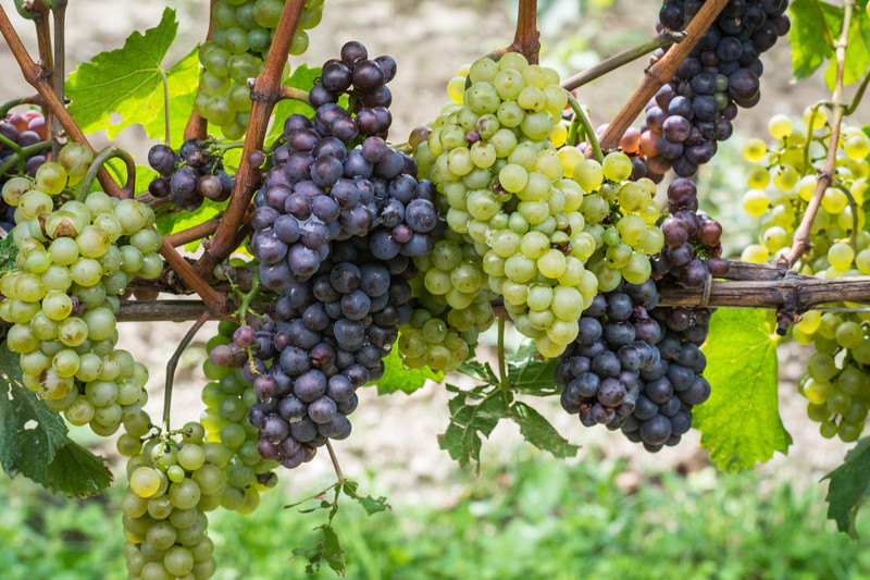Pinot Grigio/Pinot Gris: Discover Italy’s Crisp White Gem and the Rich ...