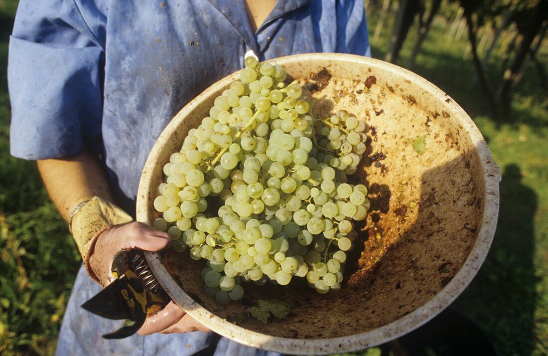 Discover Trebbiano Wine: Italy’s Iconic White Grape Unveiled | MaMaBlip