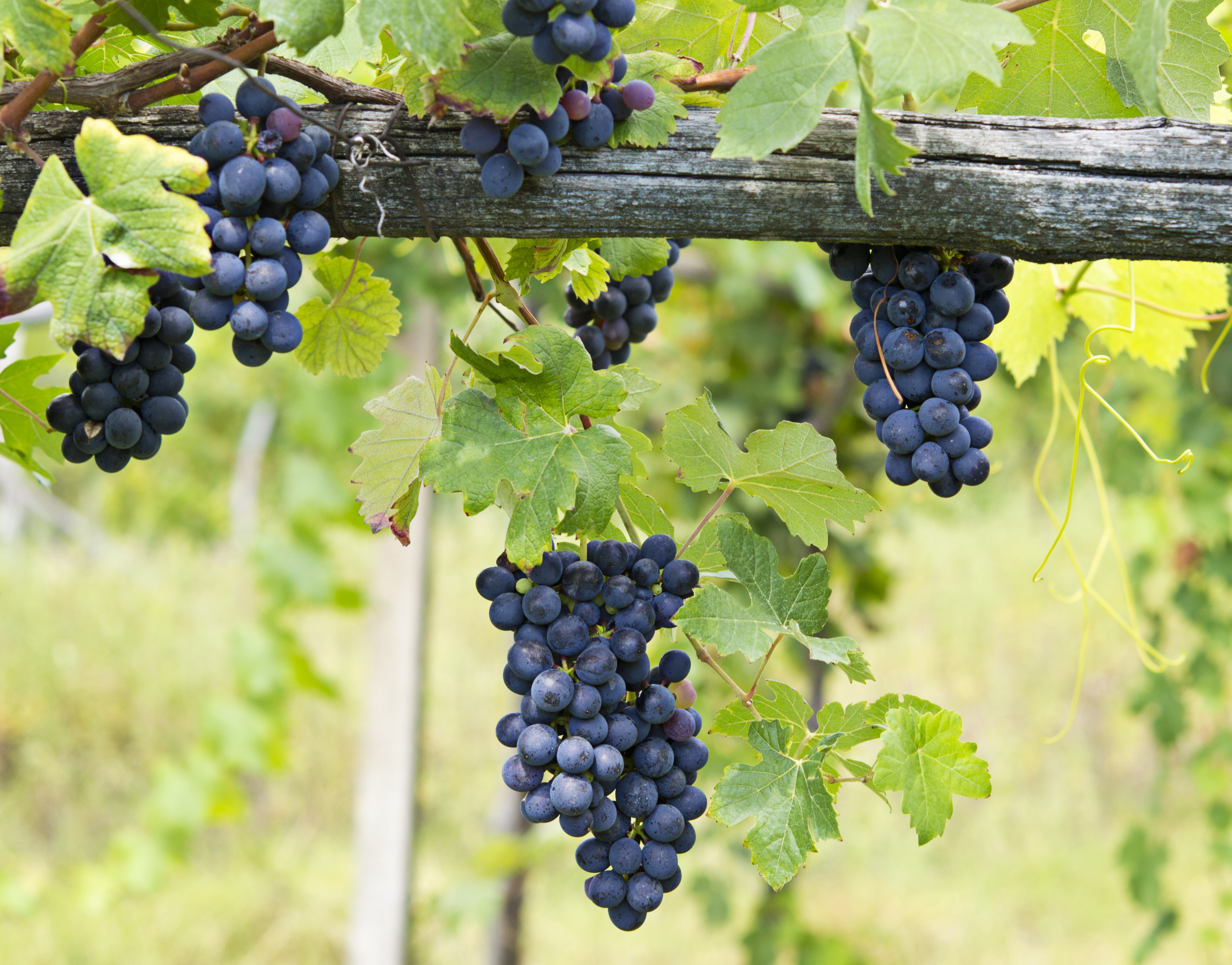 Barbera: The Vibrant Red Treasure of Piedmont – Explore the Heritage ...